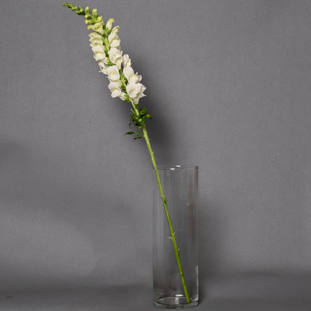 Snapdragon – Blooms Fresh