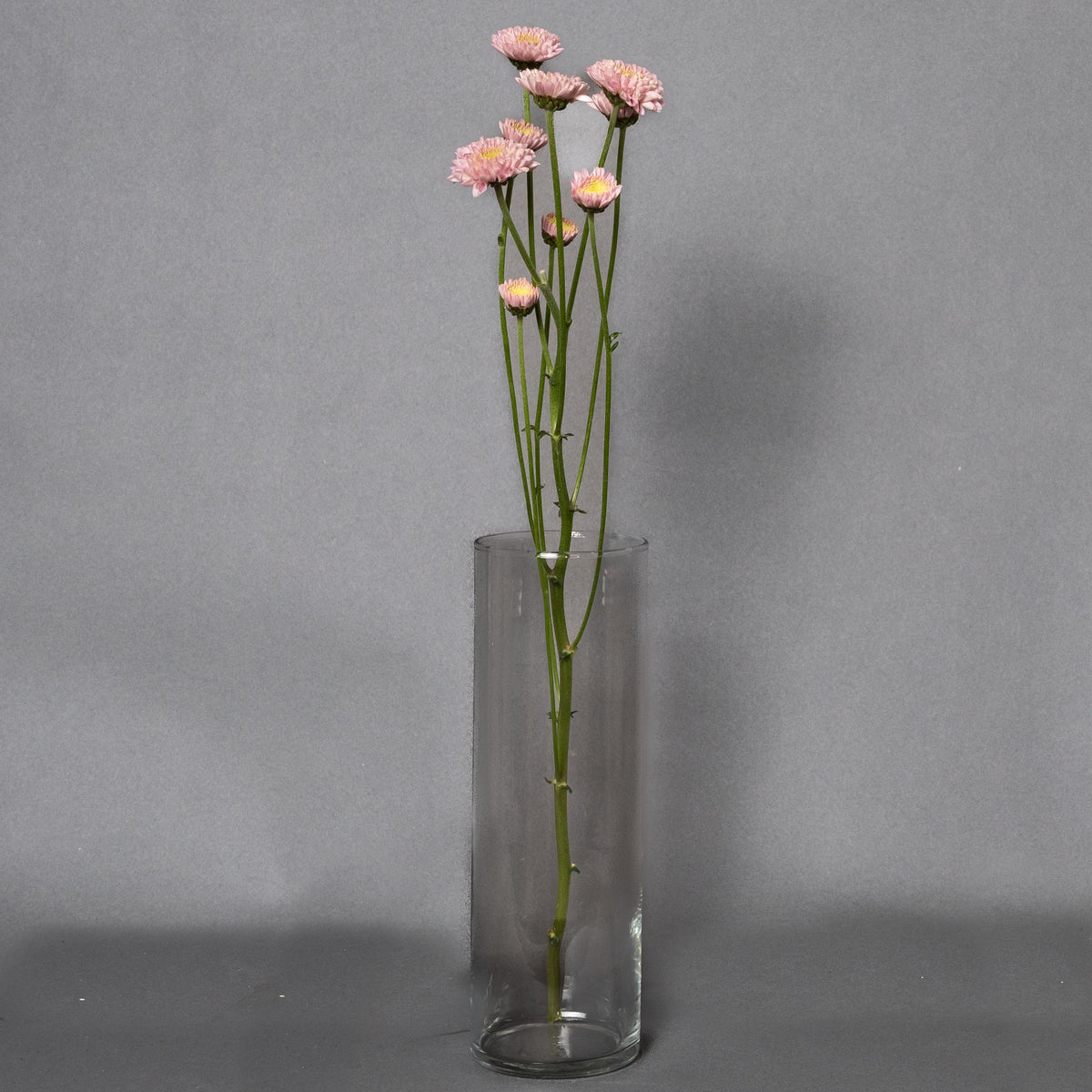 Spray Mum – Blooms Fresh